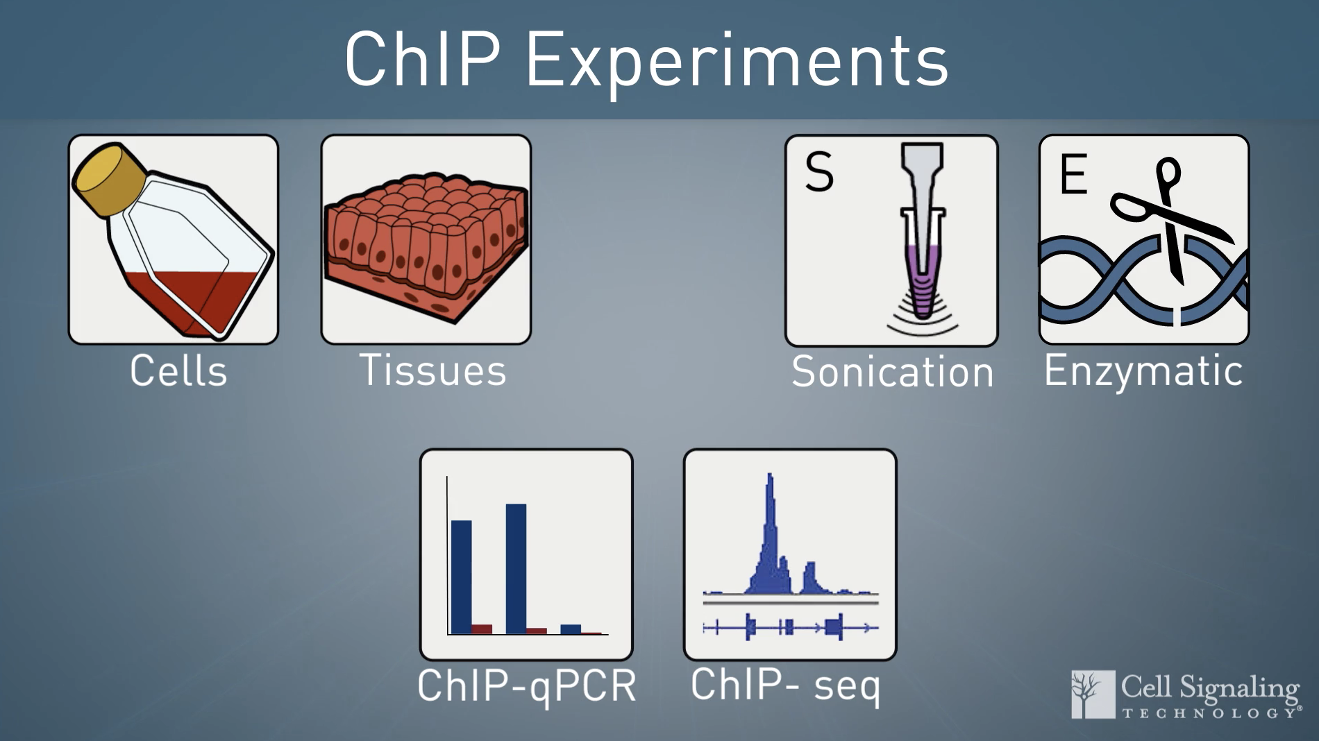 How To Choose Enzymatic Digestion Or Sonication For Chip